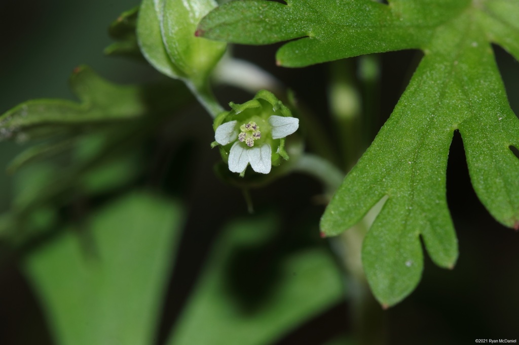 Texas Geranium from Washington County, TX, USA on April 20, 2021 at 04: ...