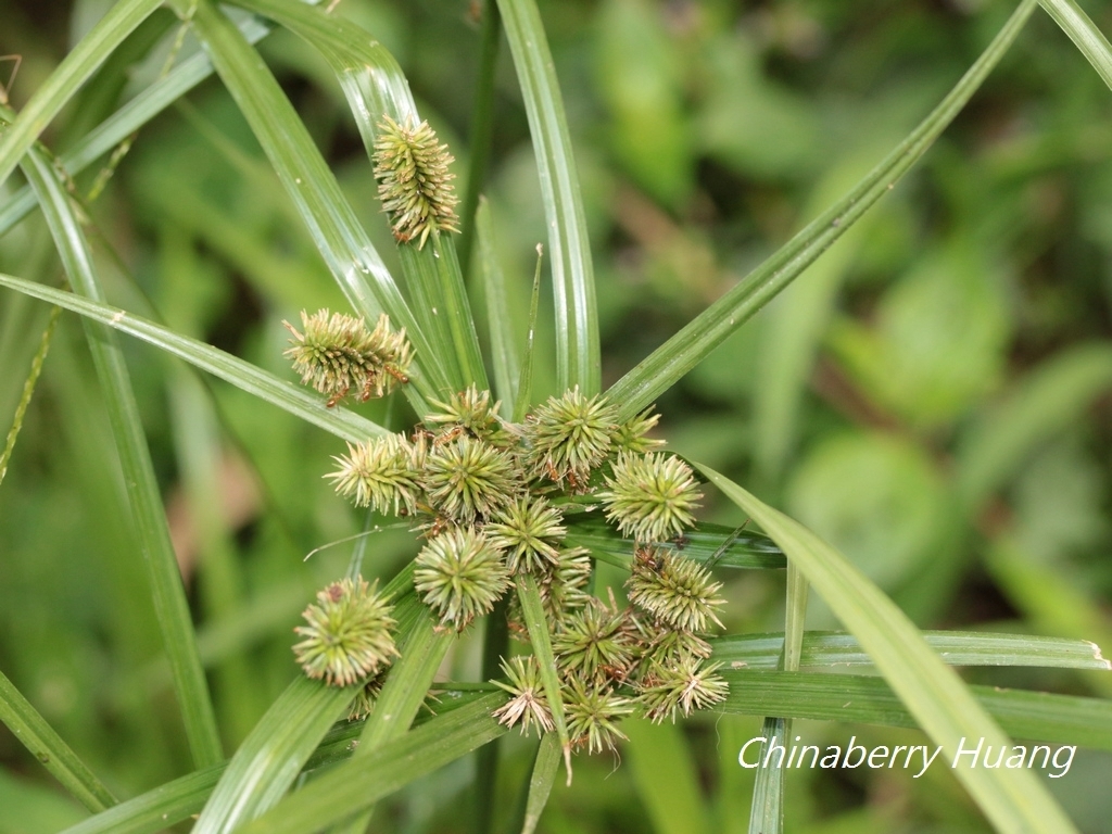 Cyperus cyperinus from 台灣台北 on November 20, 2013 at 02:19 PM by Lijin ...