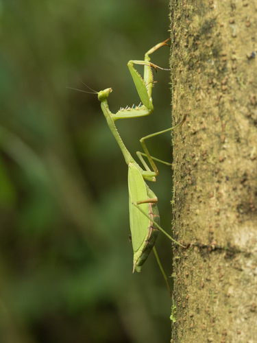 Thorny-armed Mantis (Stagmomantis theophila) · iNaturalist