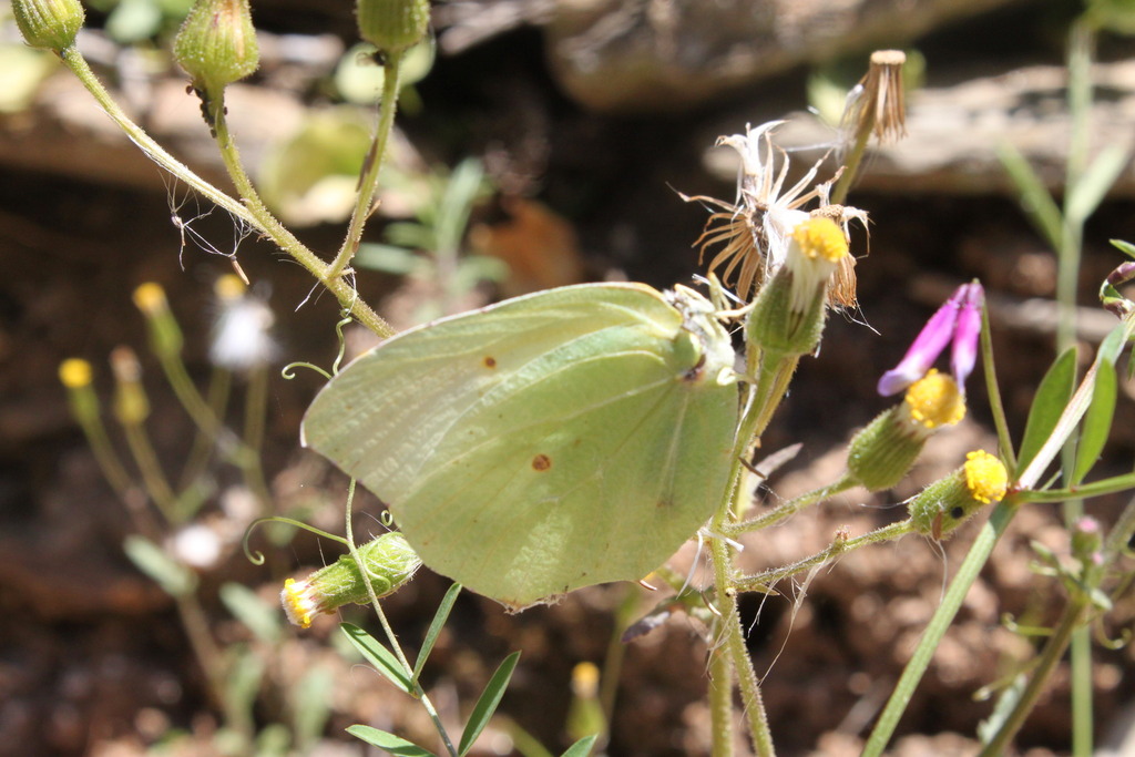 Cleopatra Butterfly on May 7, 2012 by naturalist. female · iNaturalist