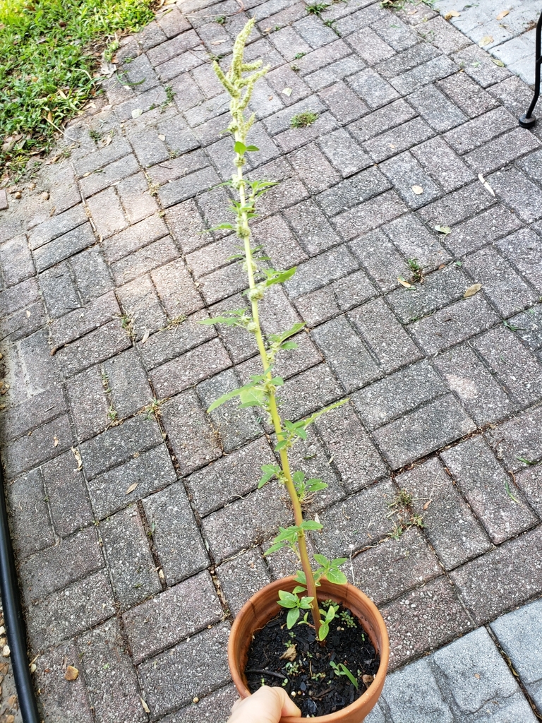 common ragweed from Oakland, FL 34787, USA on May 24, 2021 at 09:54 AM ...