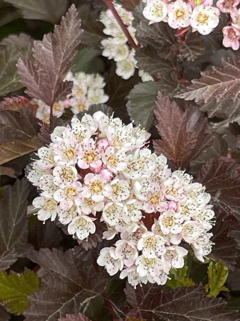 ninebarks from New Albany, OH, US on May 24, 2021 at 10:10 AM by Diego Araujo Cedeno (2026 ...