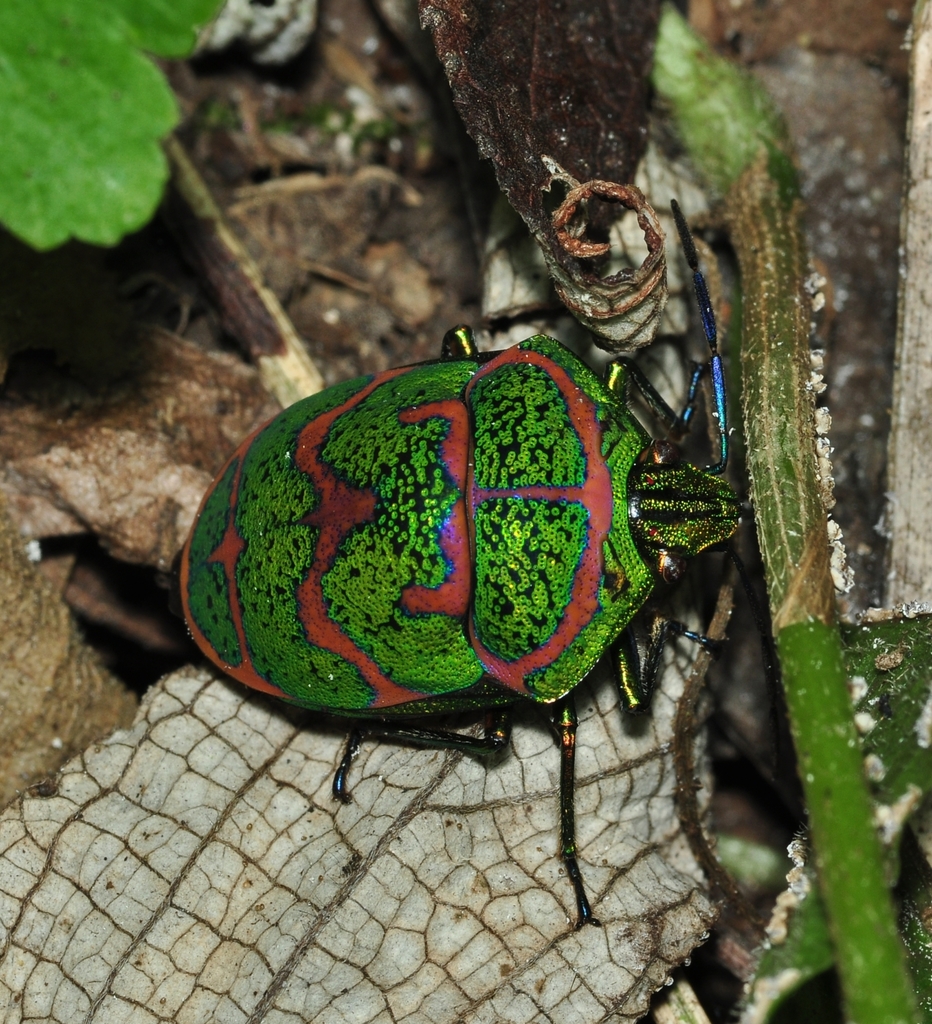 Clown Stink Bug from 五指山 on May 15, 2021 at 03:17 PM by 邱仲良 · iNaturalist