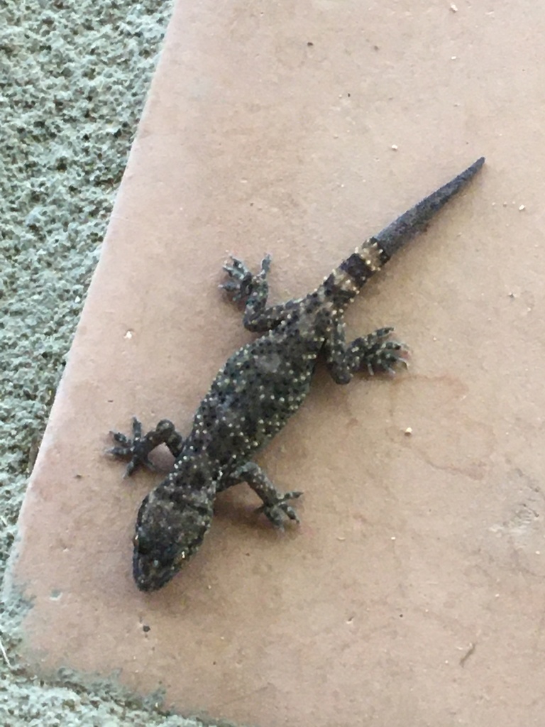 Mediterranean House Gecko from W South Mountain Ave, Phoenix, AZ, US on ...