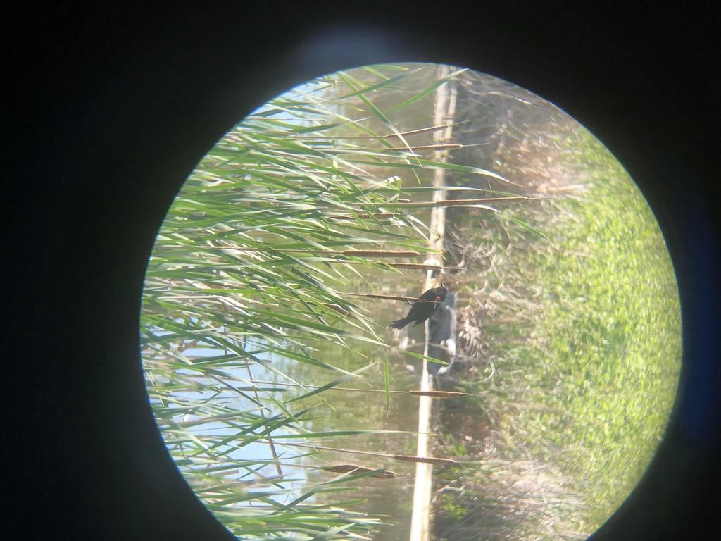 Red-winged Blackbird from Shelburne Pond on May 24, 2021 by Catherine ...