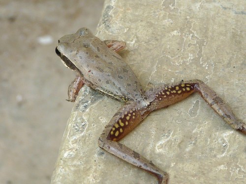 Badulla Check List · iNaturalist