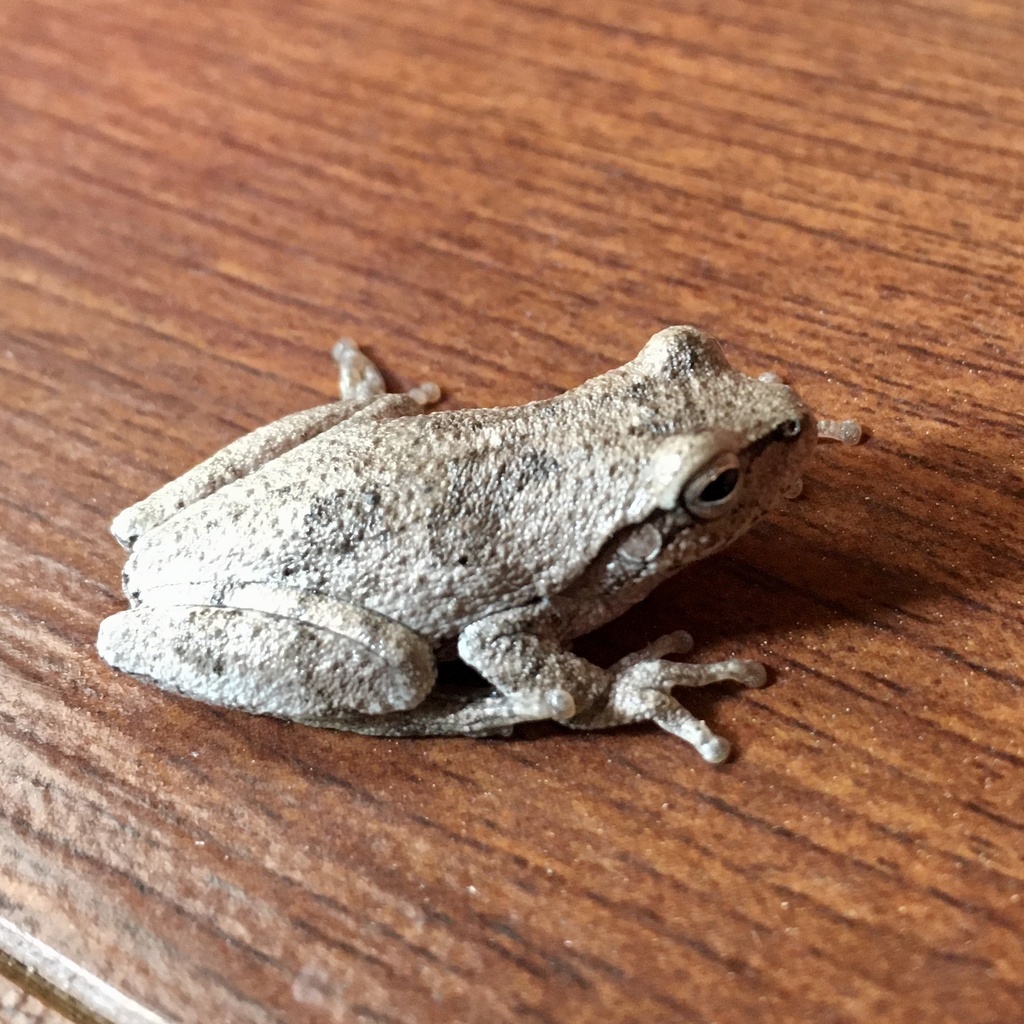 Pine Woods Tree Frog from Pipsico Rd, Spring Grove, VA, US on May 24 ...