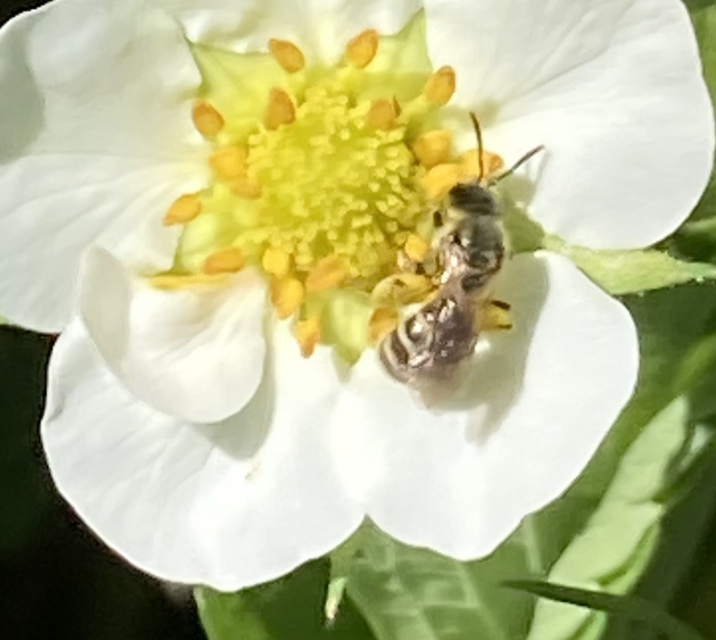 Confusing Furrow Bee from Second St SE, Fairfax, MN, US on May 24, 2021 ...