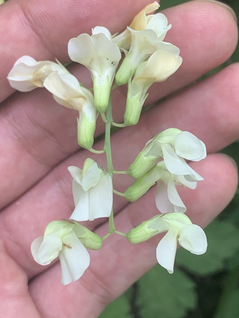 pale vetchling in May 2021 by Jeff · iNaturalist