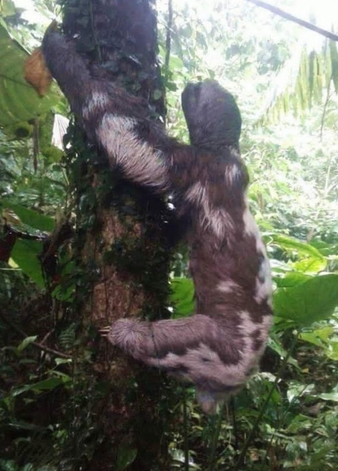 Brown-throated Three-toed Sloth from Coca Zoo on May 24, 2021 by ...