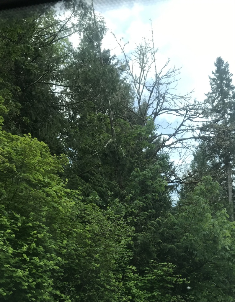 bigleaf maple from Ohop Valley Rd E, Eatonville, WA, US on May 17, 2021 ...