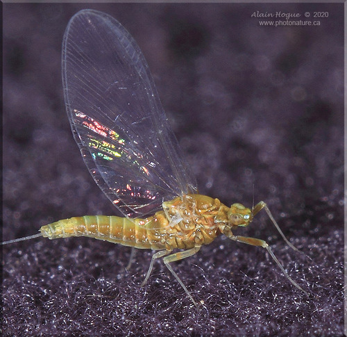 Procloeon vicinum · NaturaLista Colombia