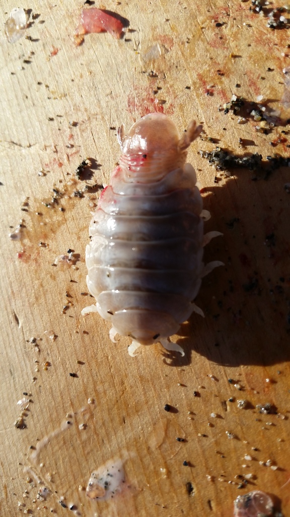 Fish Isopods from Humboldt County, CA, USA on December 31, 2015 at 02: ...