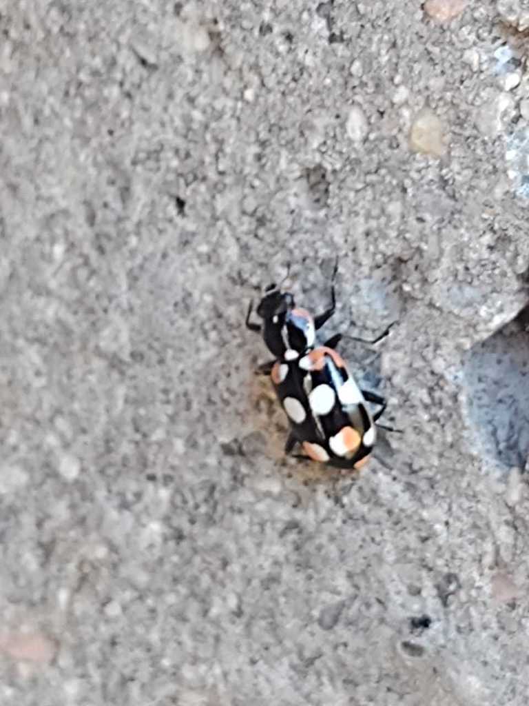 Eriopis connexa from Embajador Martíni, La Pampa, Argentina on May 24 ...