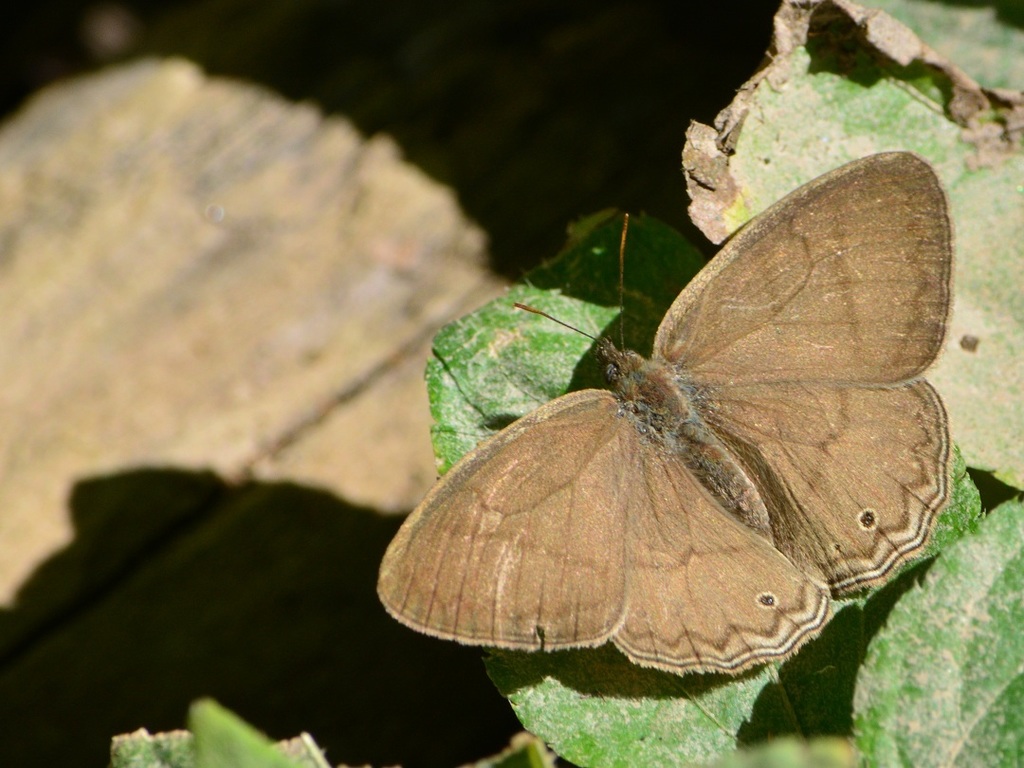 Poltys satyr from Tigre, Provincia de Buenos Aires, Argentina on March ...