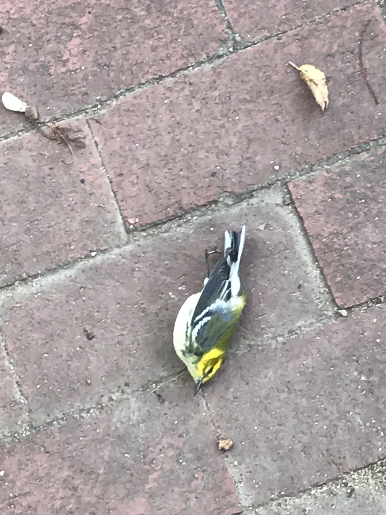 Black-throated Green Warbler from District of Columbia, District of ...