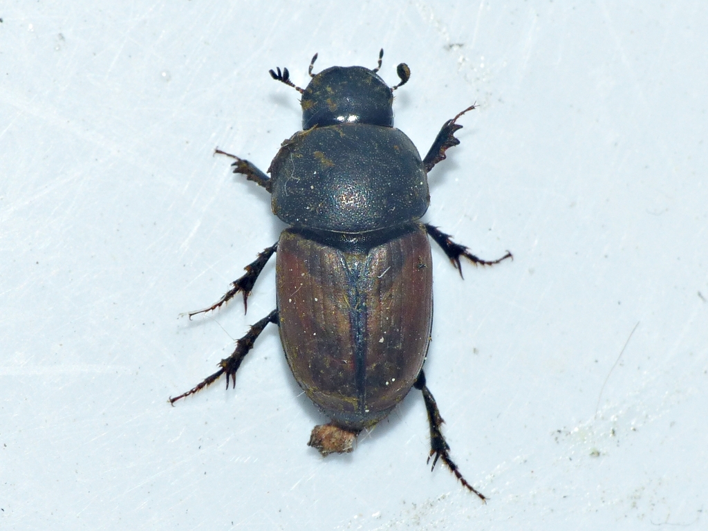 Colobopterus erraticus from Rosas, Madrid, España on May 2, 2021 at 05: ...