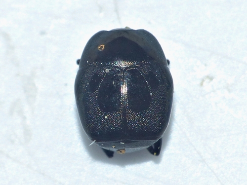 Saprinus politus · iNaturalist