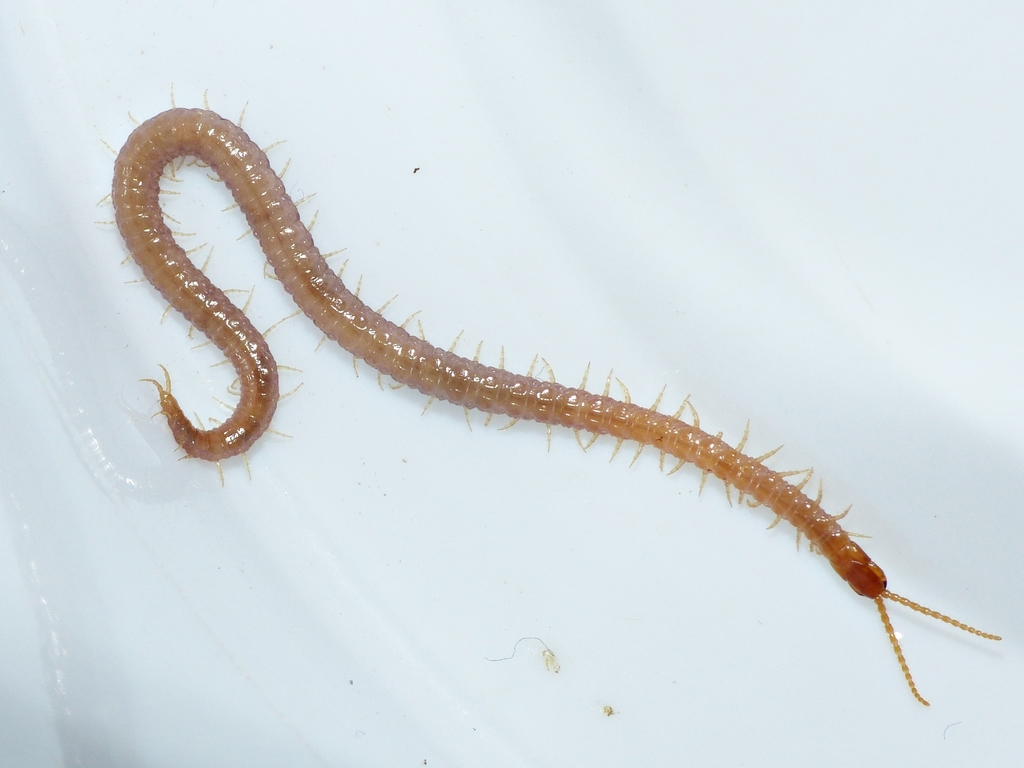 Earth Centipede from Rosas, Madrid, España on May 3, 2021 at 02:17 AM ...