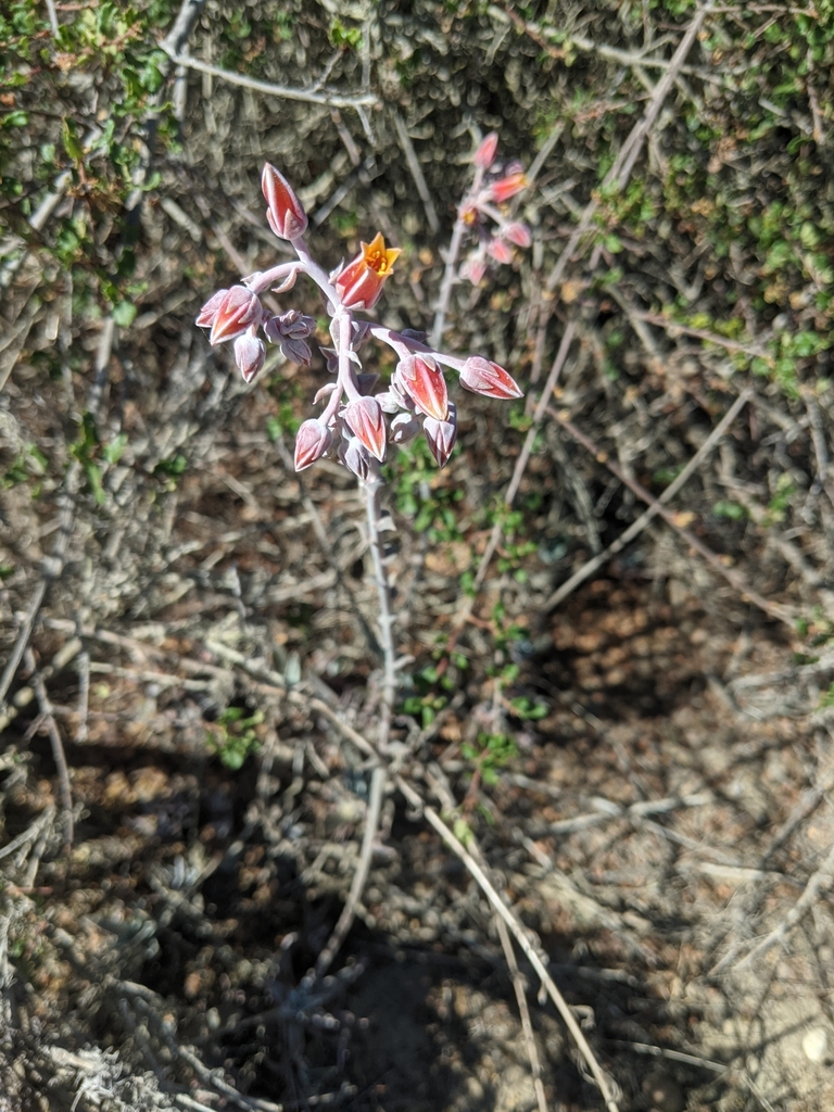 lanceleaf liveforever from Torrey Preserve, San Diego, CA, USA on May ...
