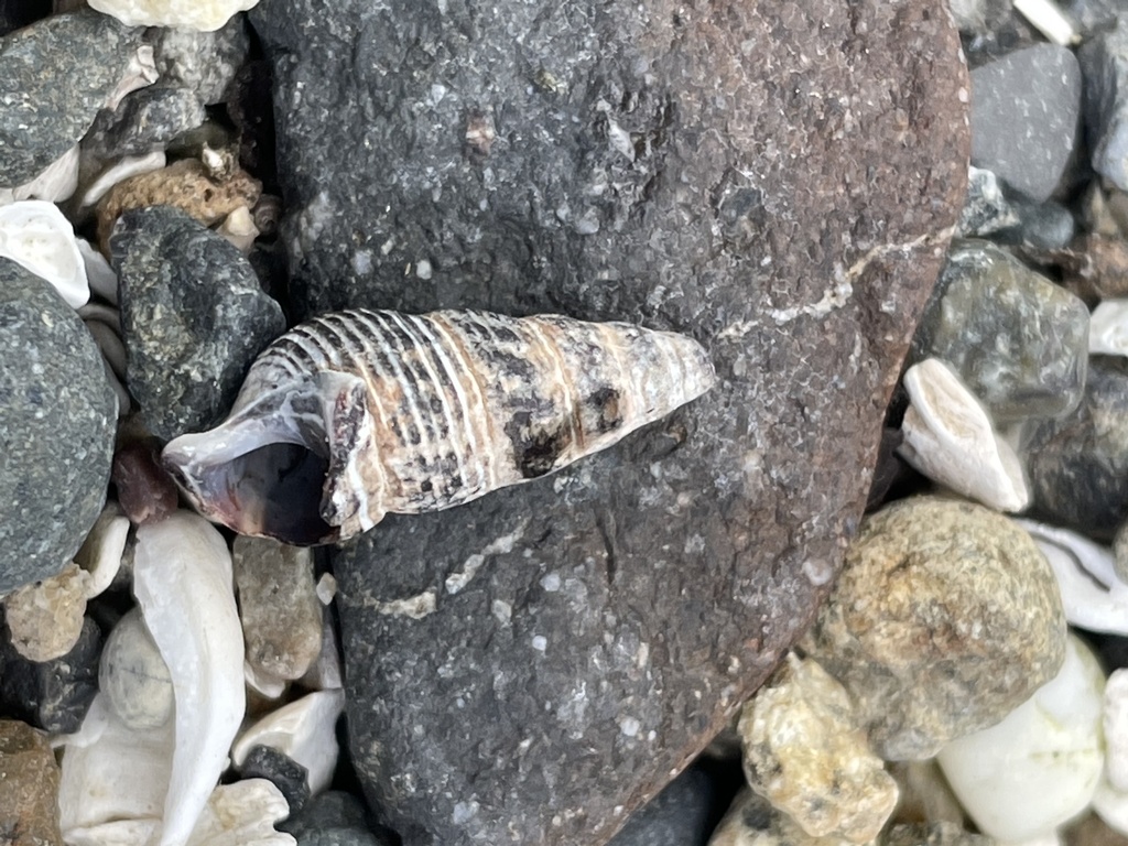 Japanese False Cerith in May 2021 by Taylor Sturm · iNaturalist