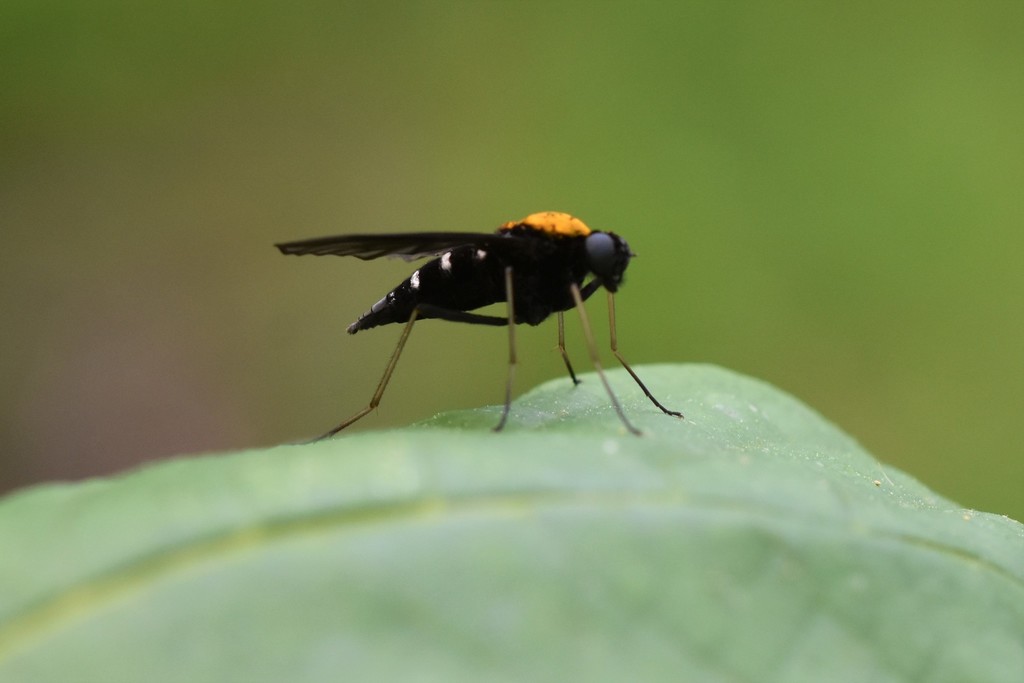 Golden-backed Snipe Fly from Sullivan County, TN, USA on May 24, 2021 ...