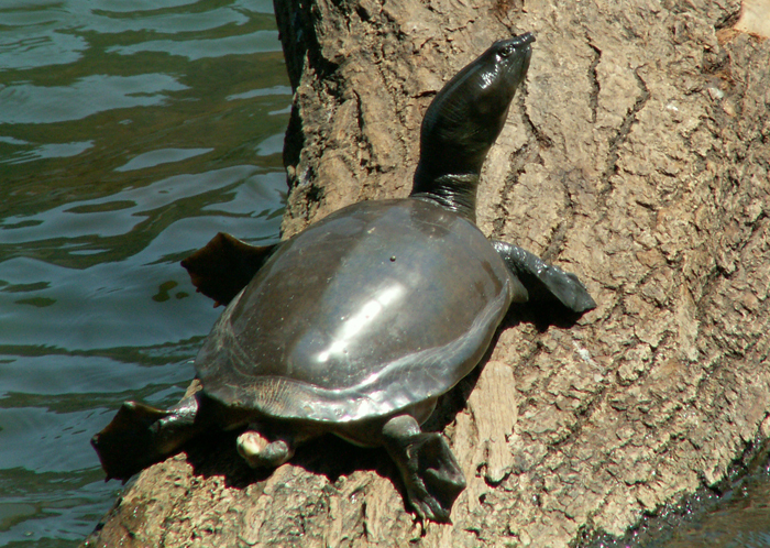 Sri Lankan Flapshell Turtle in September 2008 by Paul Freed. This ...