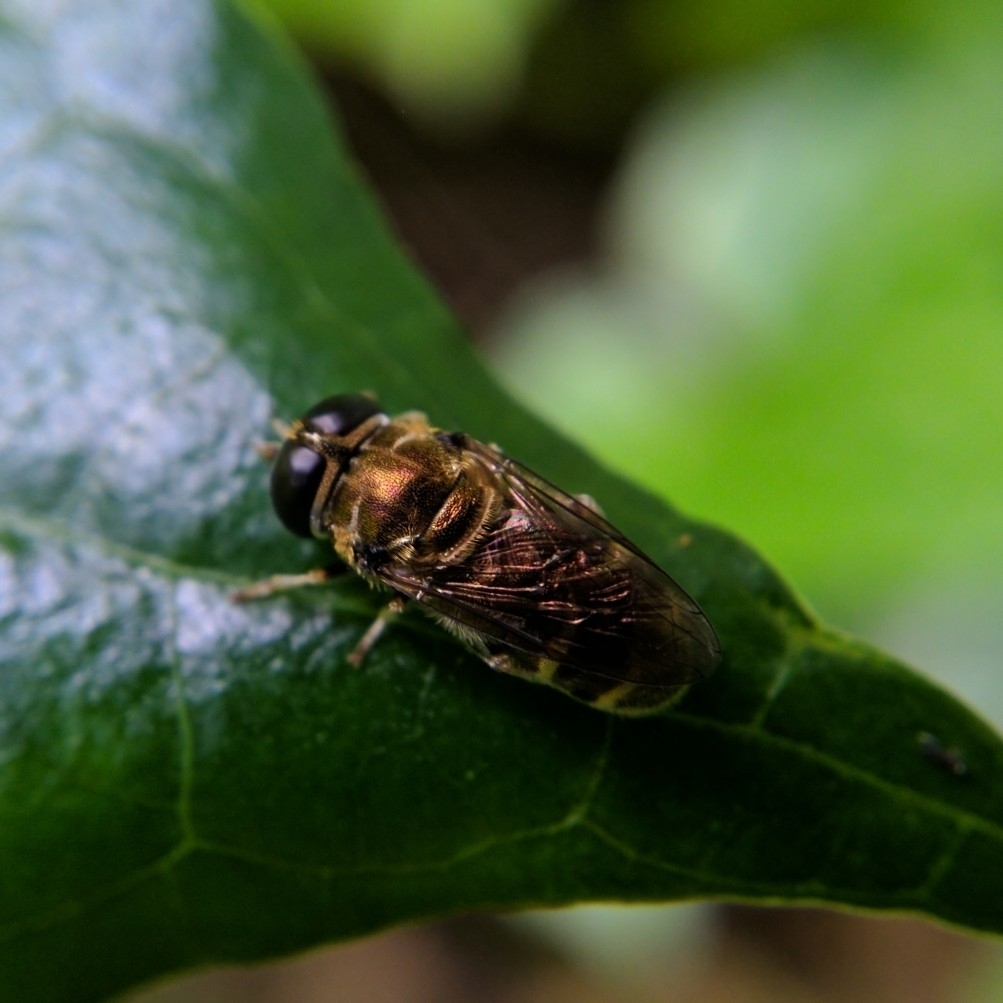 Eumerus figurans from Kottat, Kerala 680731, India on May 24, 2021 at ...