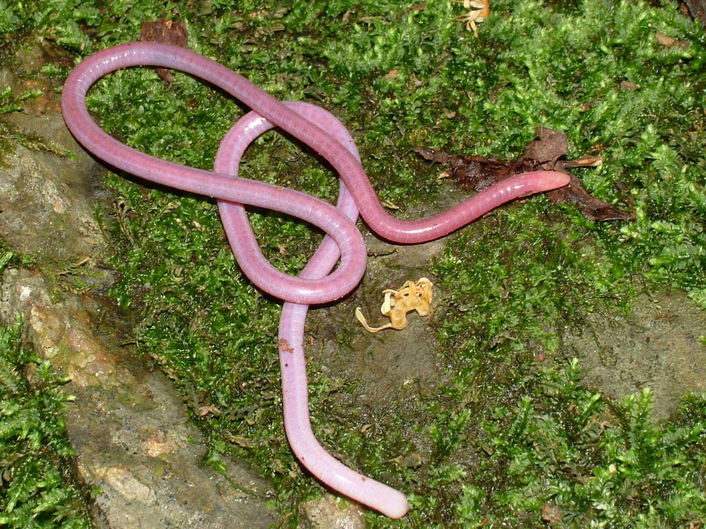 Cyamudongo Forest Caecilian in October 2009 by Mapendo Mindje. Owner ...