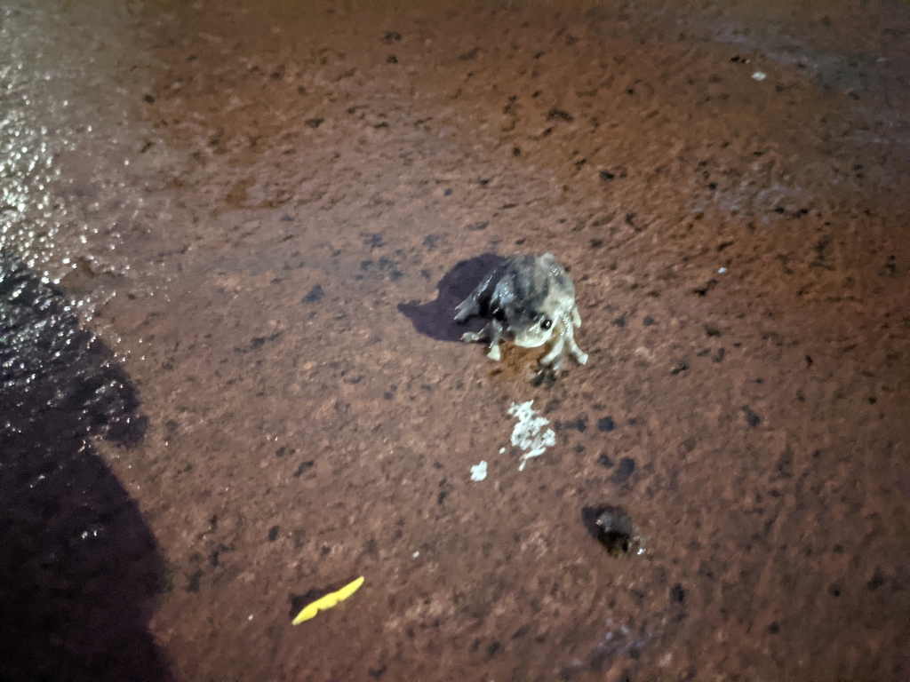 screaming tree frog from St Peters, St Peters NSW 2044, Australia on ...