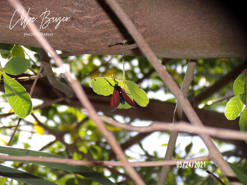 Spotted Oleander Moth from Treasure Island, FL, USA on May 24, 2021 at ...