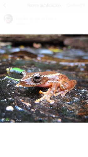 Tepui Tree Frog (Boana tepuiana) · iNaturalist