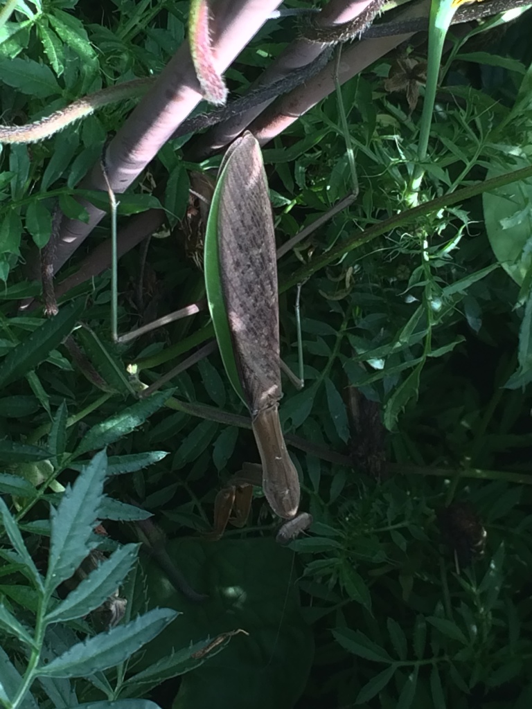 Chinese Mantis in August 2017 by chimilej · iNaturalist