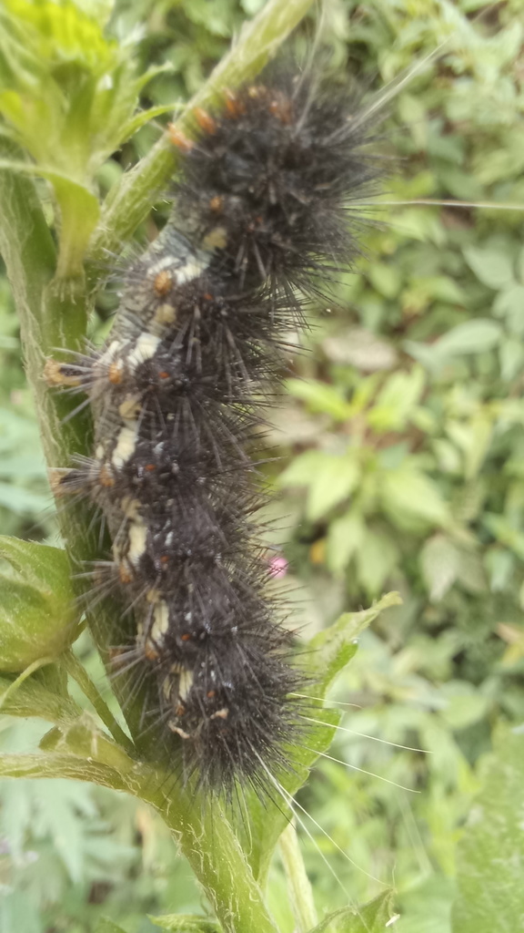 Salt Marsh Moth from Tlachichilco, Ver., México on May 19, 2021 at 04: ...