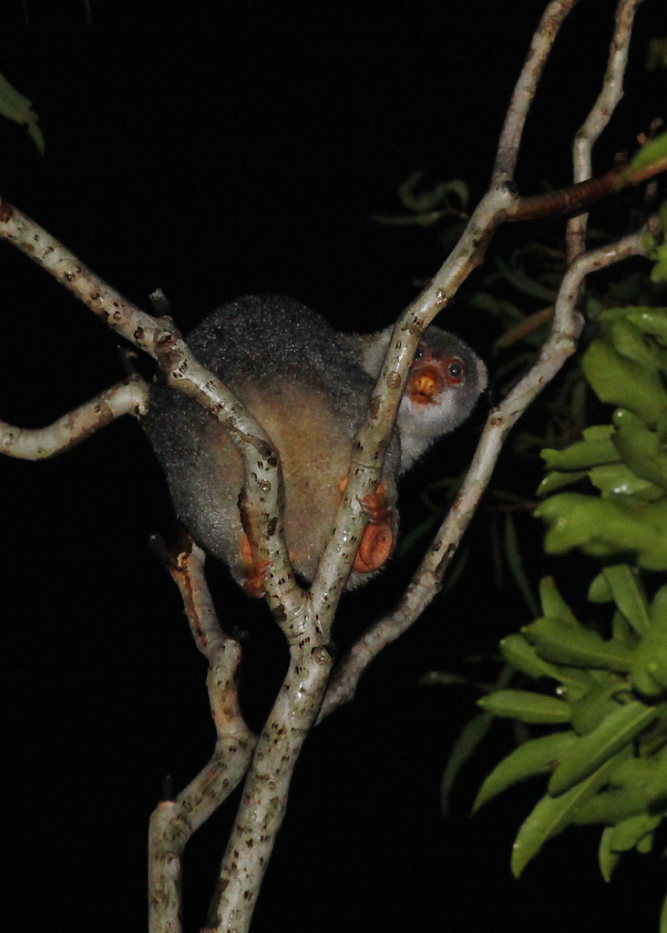 Common Spotted Cuscus from Lockhart QLD 4892, Australia on February 12 ...