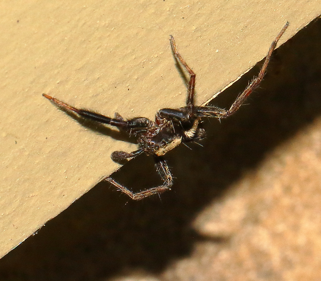 Brush-legged Spiders from Madison County, AL, USA on May 23, 2021 at 12 ...