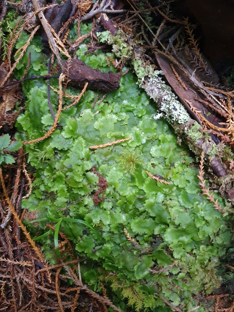 Monoclea forsteri from Waipoua Forest (Pt Northland Conservation Park ...