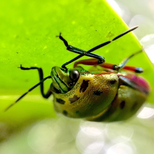 Observations by bnmqw · iNaturalist