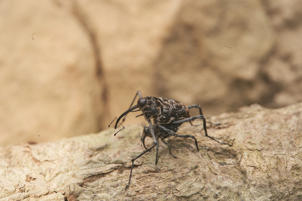 Mecopus bispinosus from 台灣台中市 on April 11, 2021 at 12:35 PM by fish2bug ...