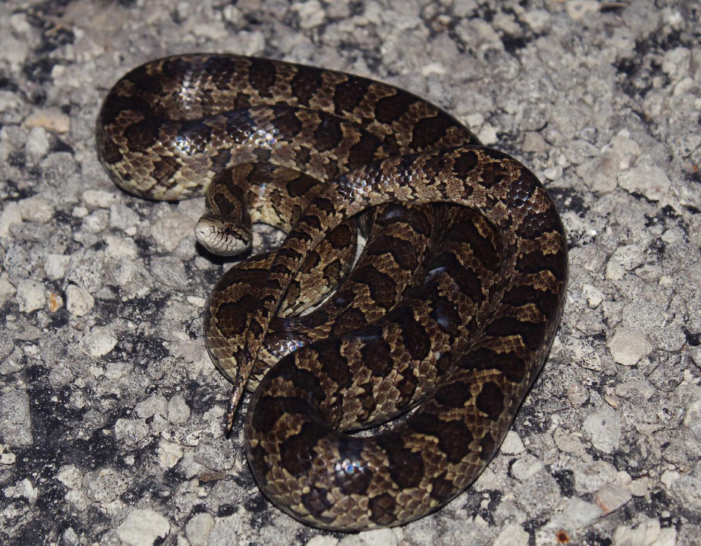 Prairie Kingsnake from County Road 8, Corpus Christi, TX, US on May 25 ...