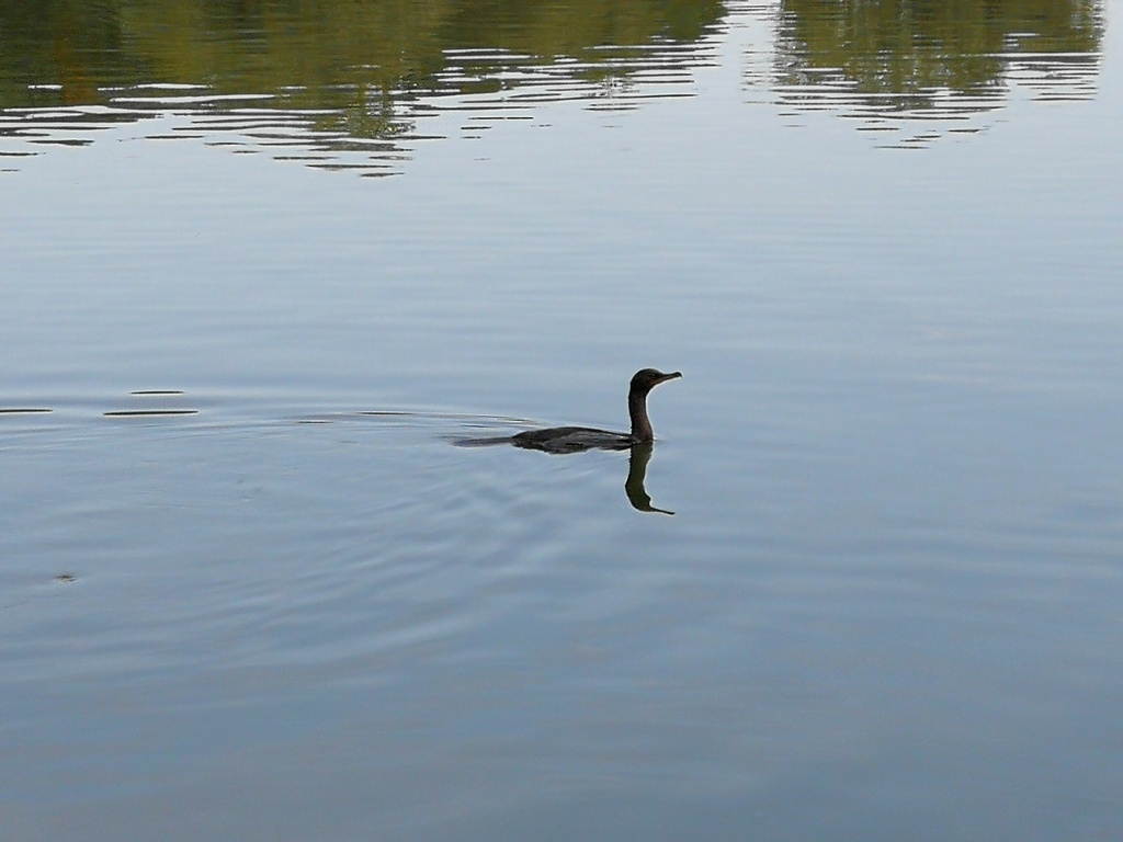 Double-crested Cormorant from Armour Heights, Toronto, ON, Canada on ...