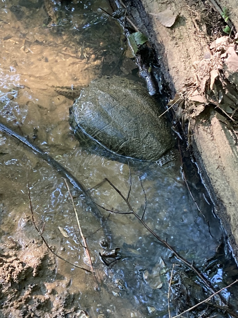 Common Snapping Turtle from Compton Dr, Williamsburg, VA, US on May 26 ...