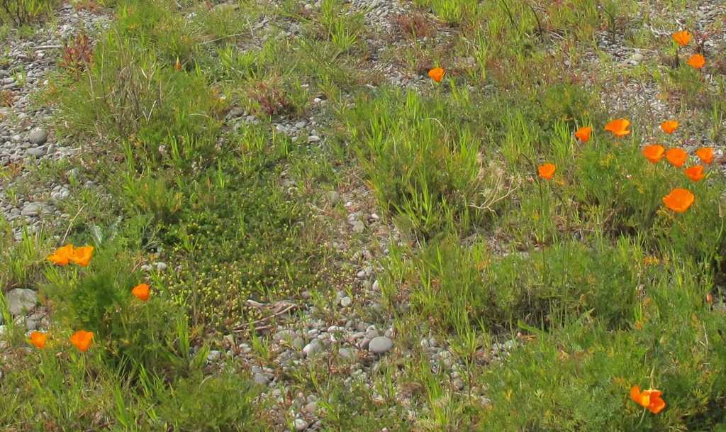 California poppy from Birdlings Flat, Kaitorete Spit on October 11 ...
