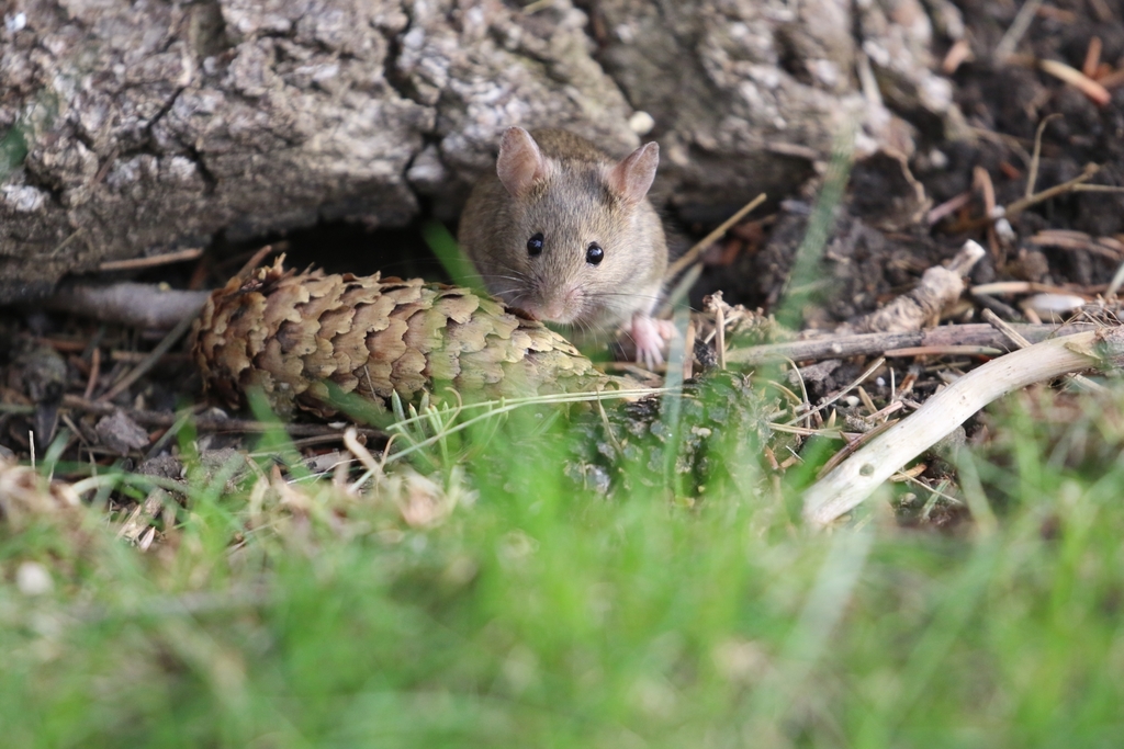 House Mouse from Calgary on May 25, 2021 at 12:58 AM by Curtis ...