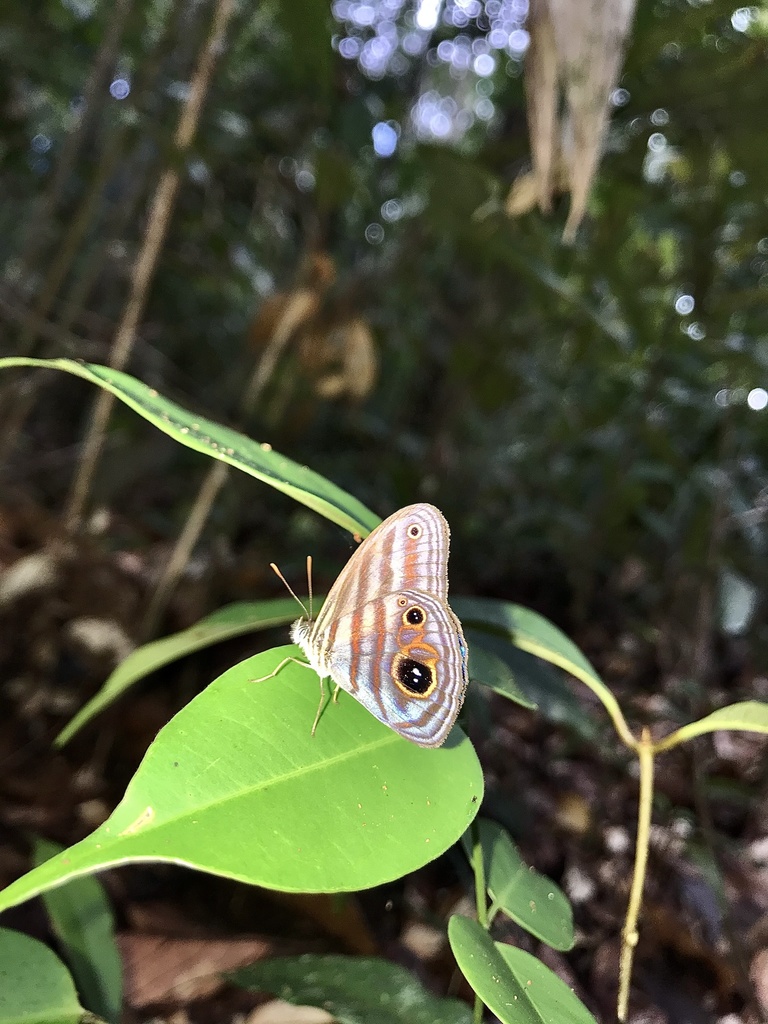 Trico tricolor from Presidente Figueiredo, AM, BR on May 24, 2021 at 11 ...