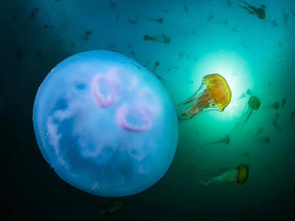 Cnidarians Jellyfish