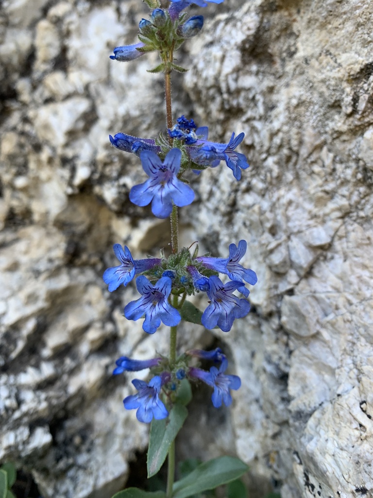Penstemon humilis brevifolius from Uinta-Wasatch-Cache National Forest ...