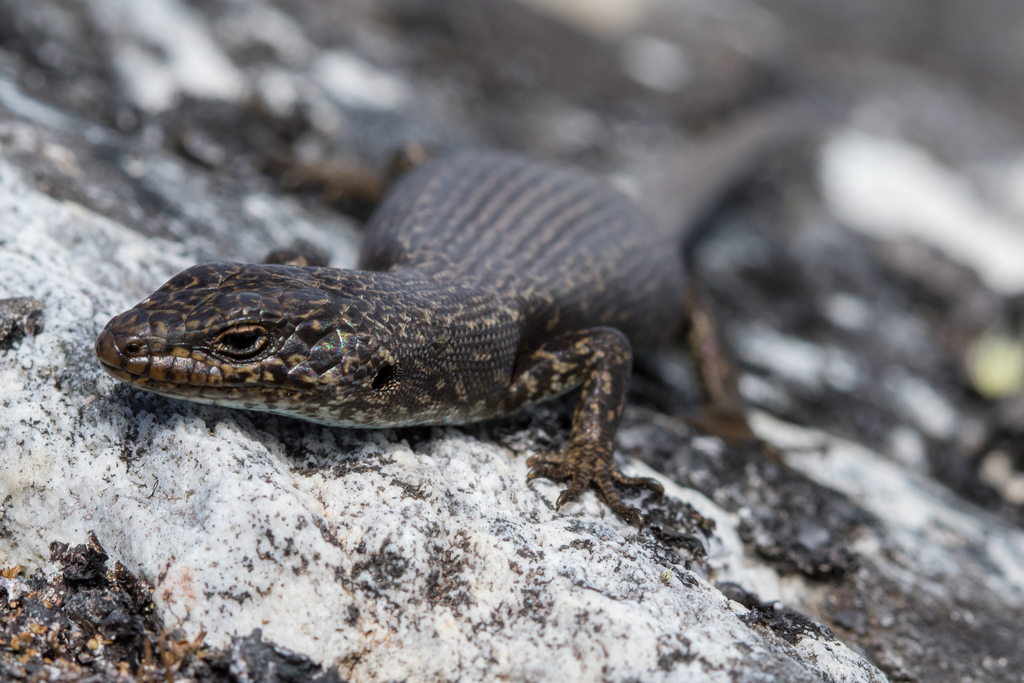 Boulder Cool-skink from Cradle Mountain TAS 7306, Australia on January ...