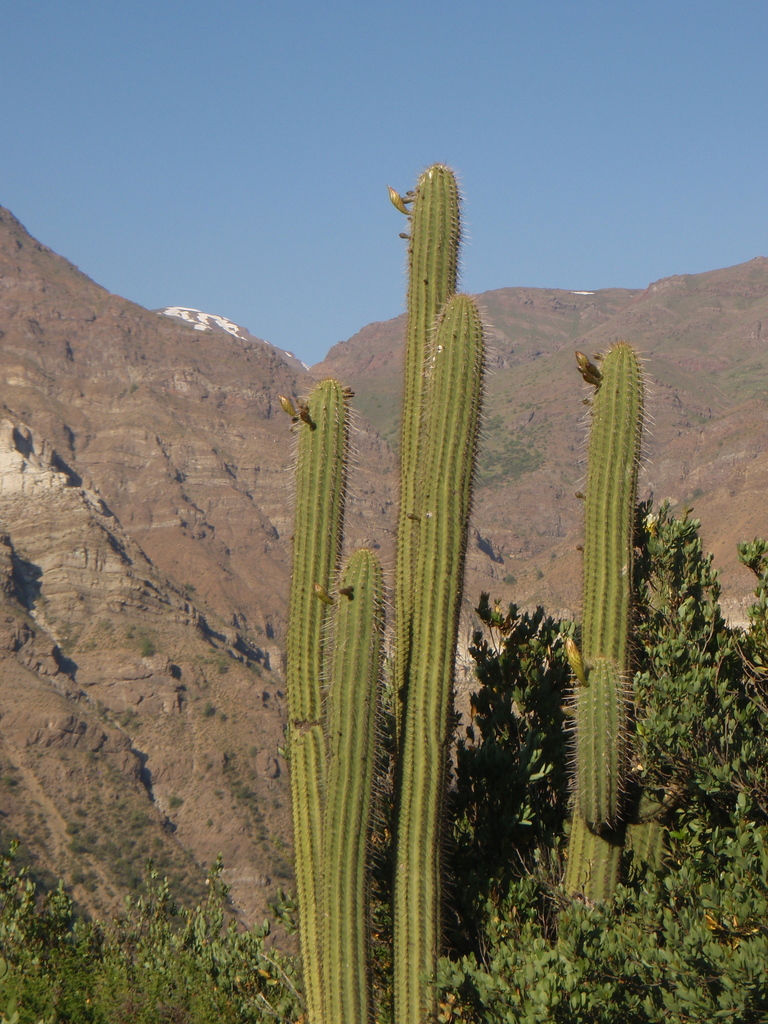 Quisco from Cajon Del Maipo, Chile on November 22, 2008 by smcgregor08 ...