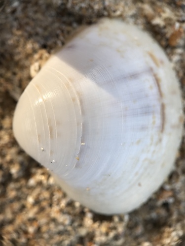 Observations by bnmqw · iNaturalist